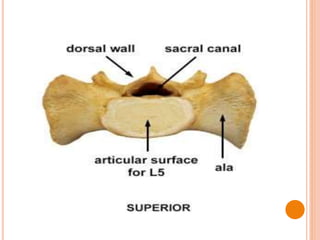 Sacrum ppt 2 | PPTX