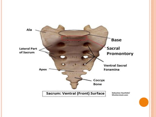 Sacrum ppt 2 | PPTX