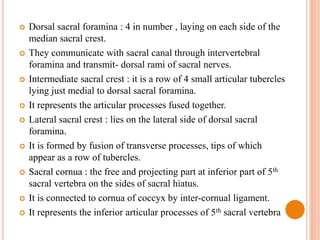 Sacrum ppt 2 | PPTX