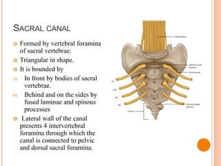 Sacrum ppt 2 | PPTX
