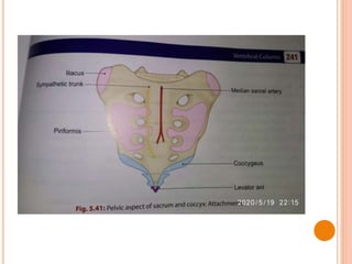 Sacrum ppt 2 | PPTX
