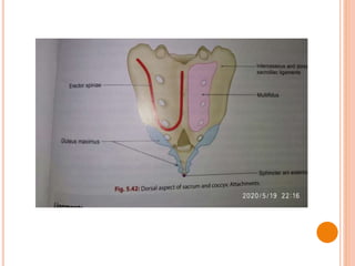 Sacrum ppt 2 | PPTX