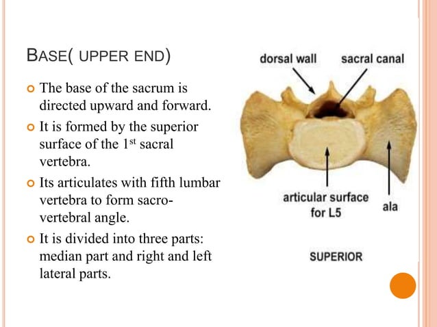 Sacrum ppt 2 | PPTX | Death, Injury, or Military Conflict | Sensitive ...