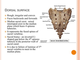 Sacral Canal Posterior