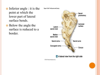 Inferior Lateral Angle Of Sacrum