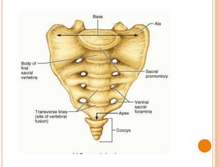 Sacral Vertebrae Diagram