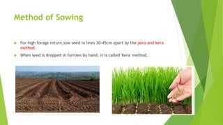 Sadabahar fodder | PPTX