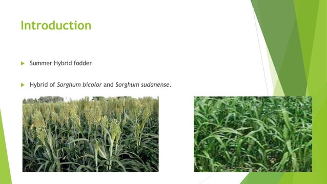 Sadabahar fodder | PPT