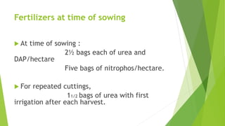 Sadabahar fodder | PPTX