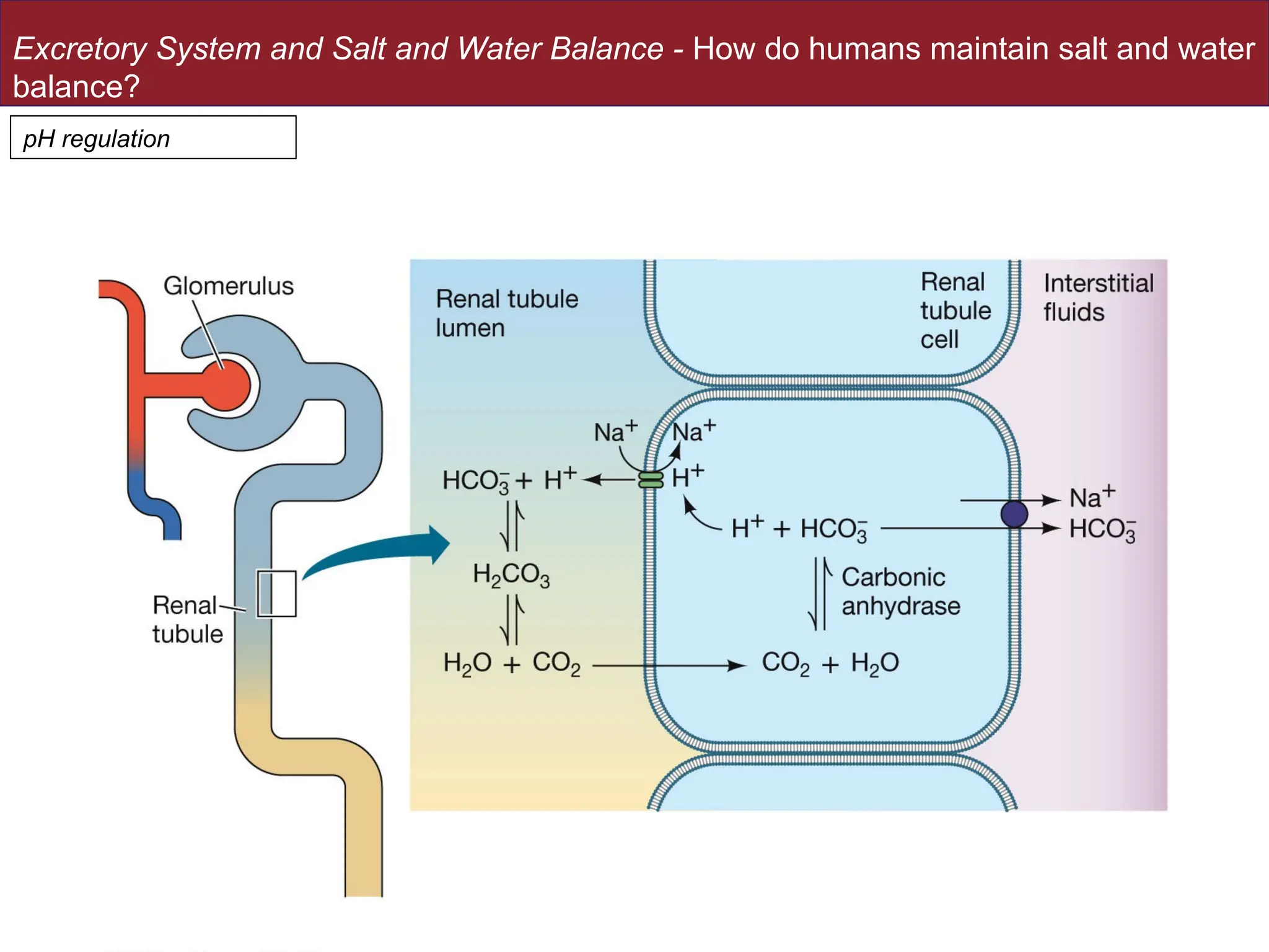 Anatomy of Excretory system Of human body | PPT
