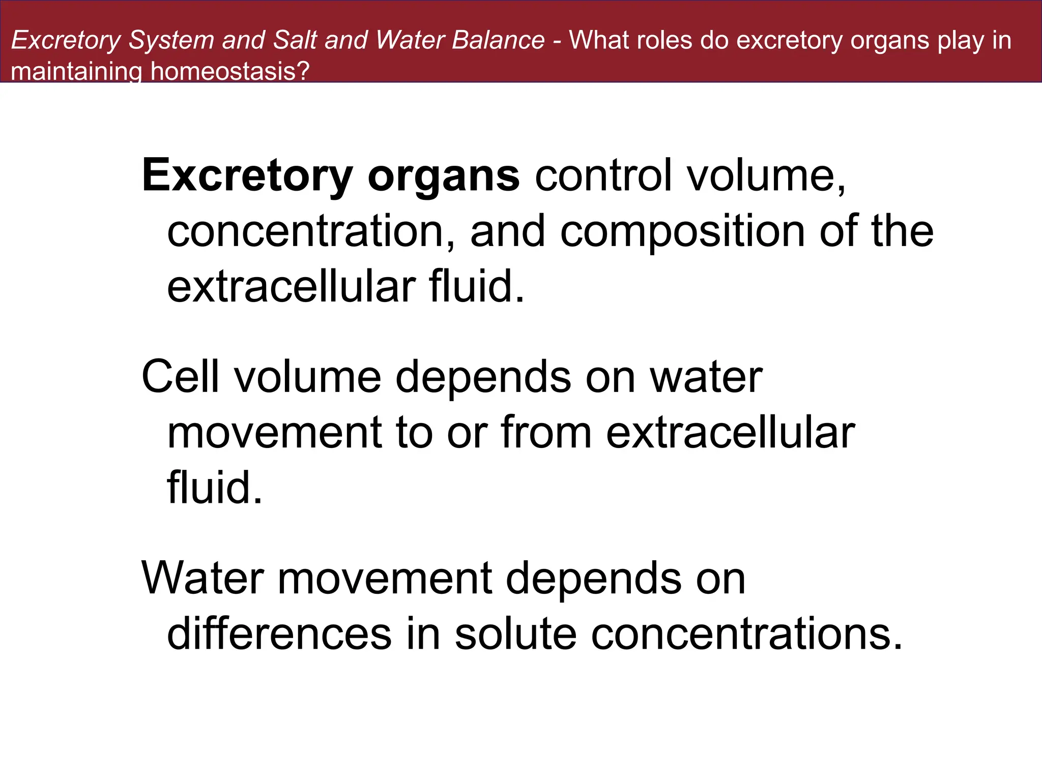 Anatomy of Excretory system Of human body | PPT