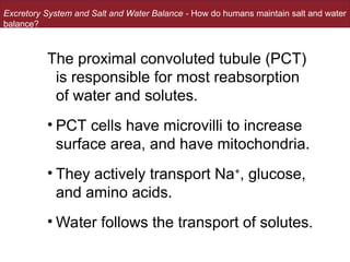 Anatomy of Excretory system Of human body | PPT