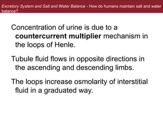 Anatomy of Excretory system Of human body | PPT