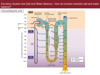 Anatomy of Excretory system Of human body | PPT