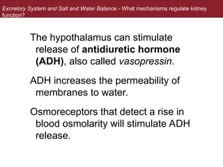 Anatomy of Excretory system Of human body | PPT