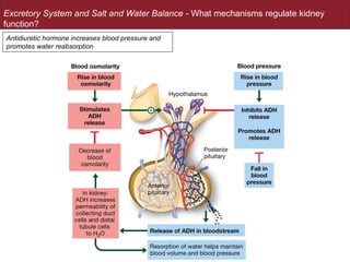 Anatomy of Excretory system Of human body | PPT