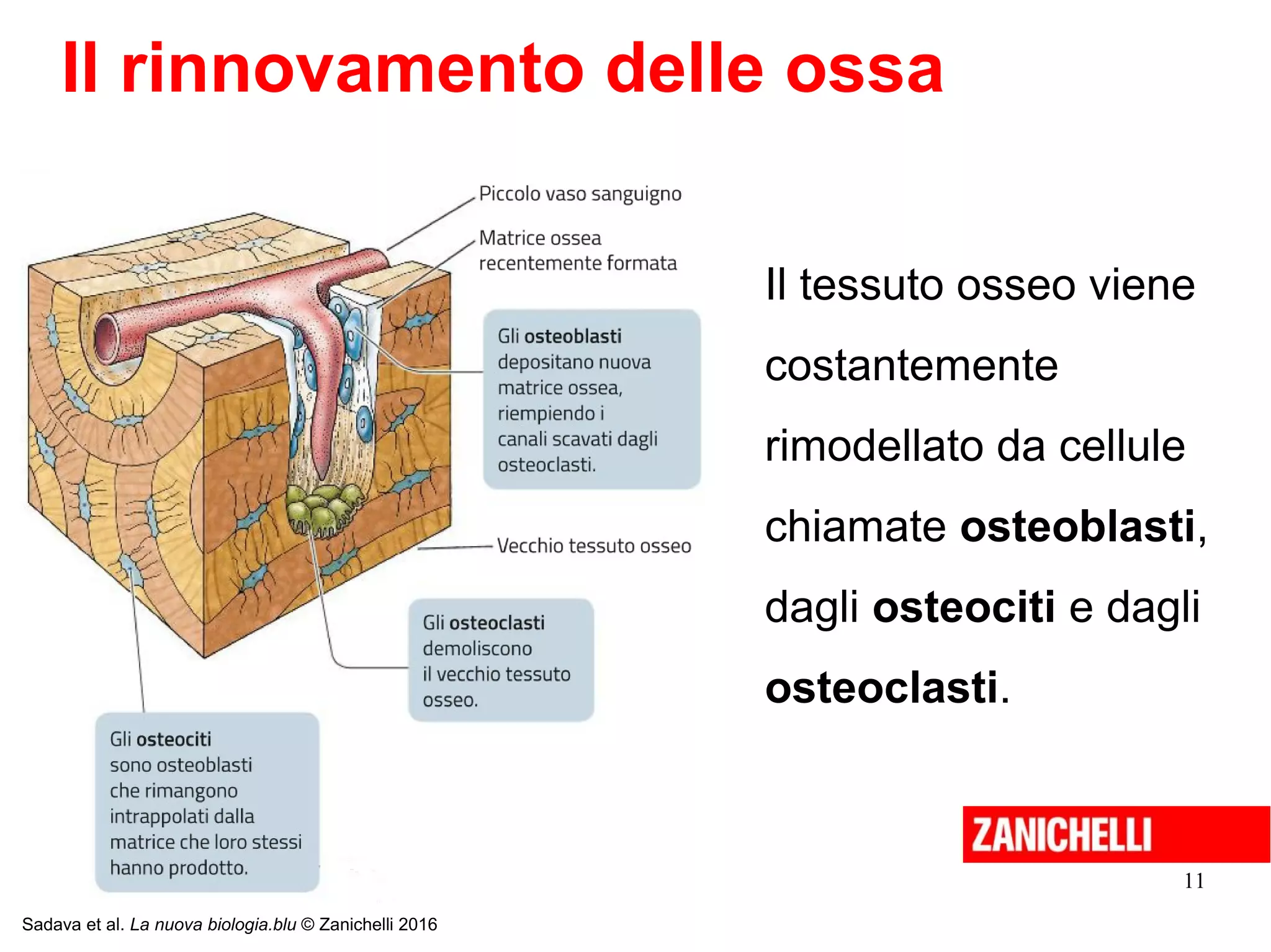 Sadava nuova biologiablu_plus_capc1 | PPT