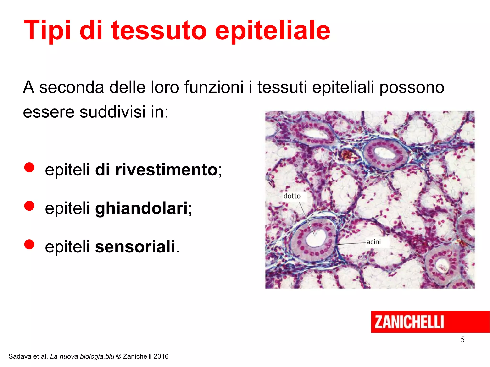 Sadava nuova biologiablu_plus_capc1 | PPT