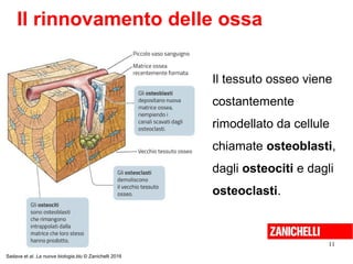 Sadava nuova biologiablu_plus_capc1 | PPT