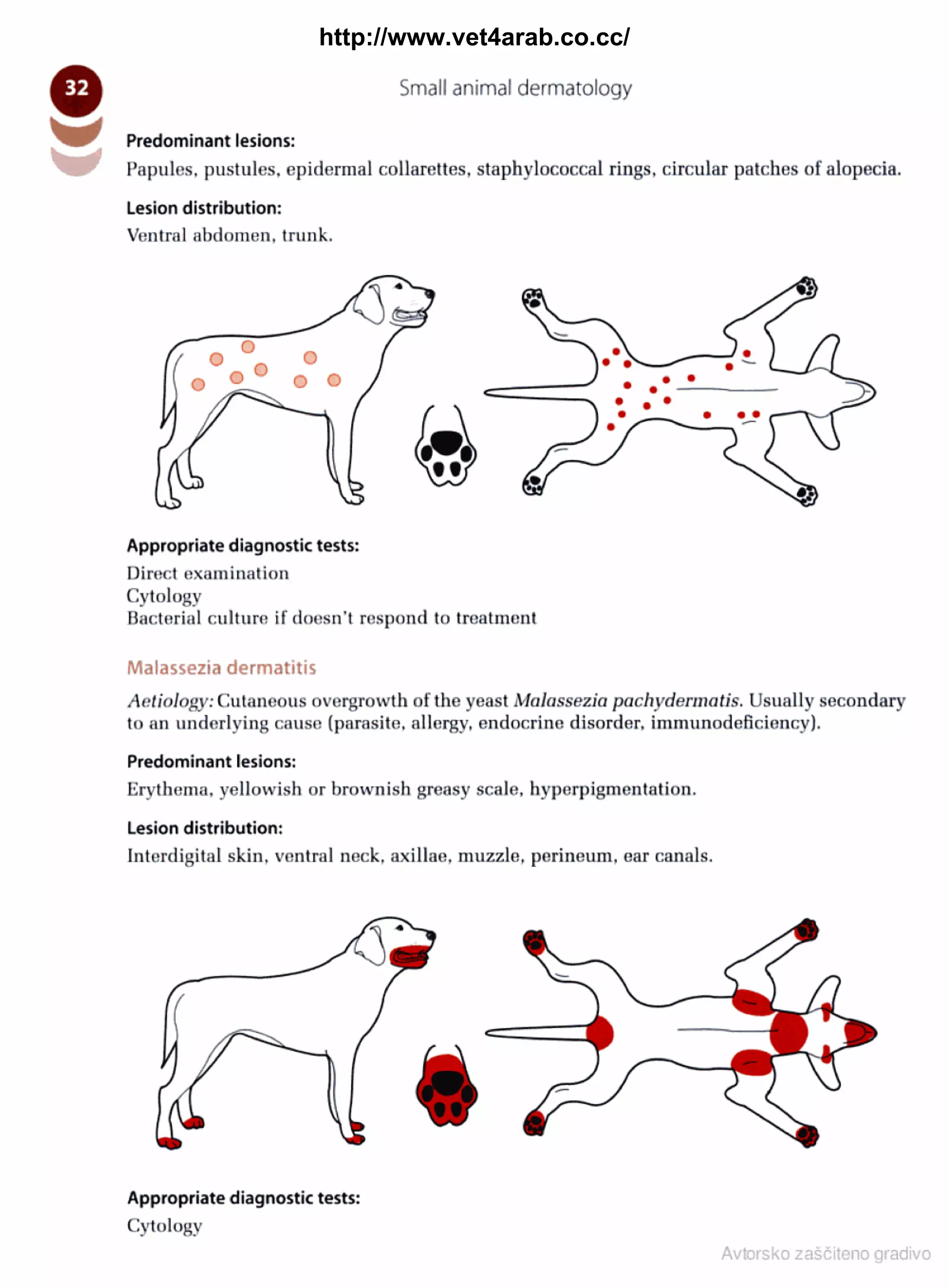 Small Animal Dermatology | PDF