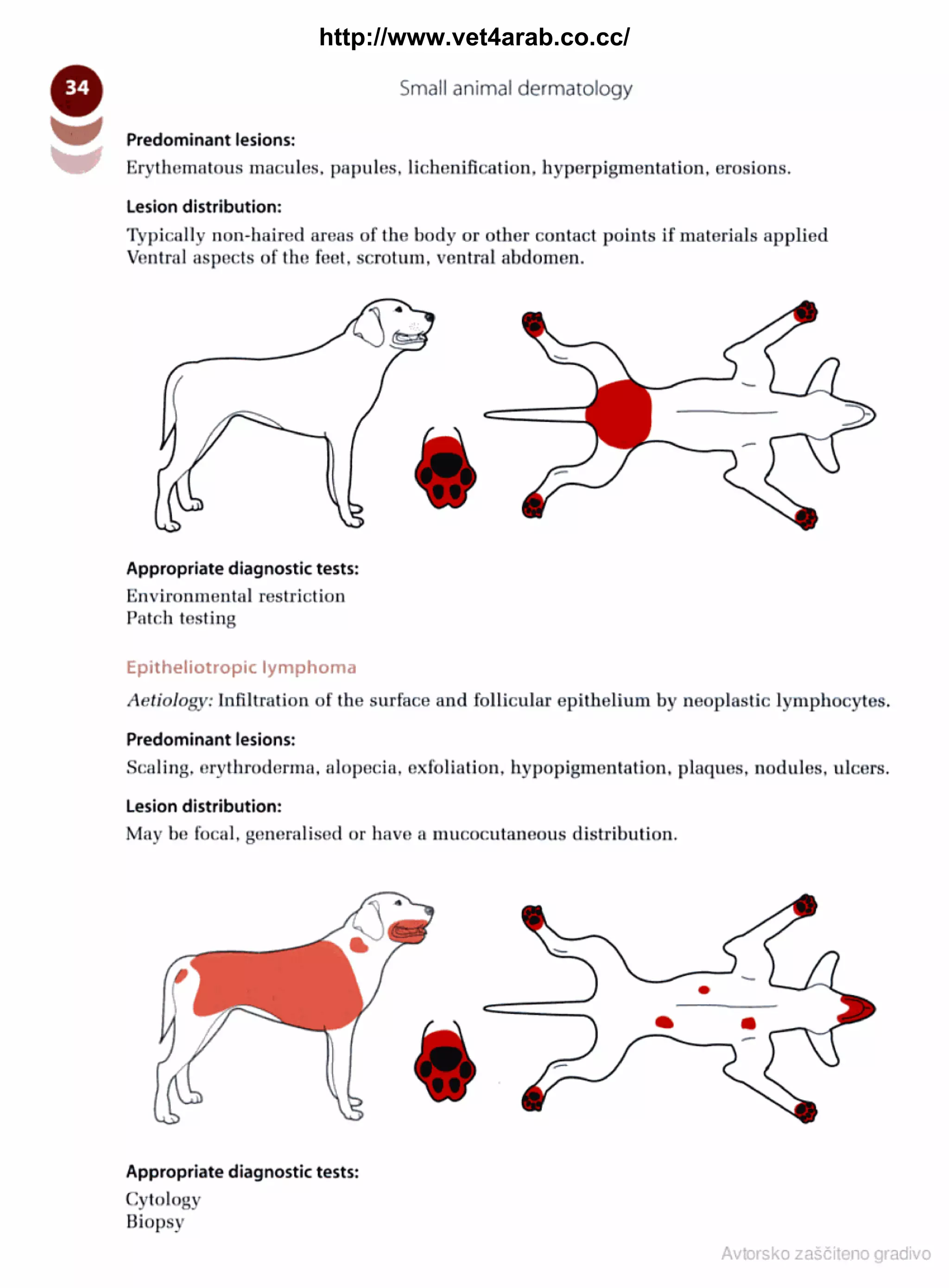 Small Animal Dermatology | PDF