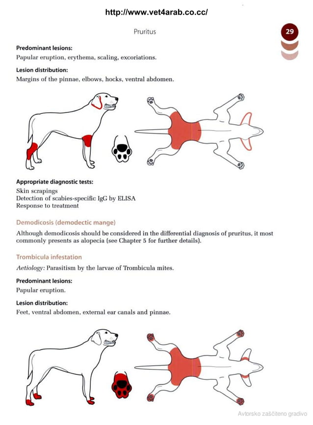 Small Animal Dermatology | PDF