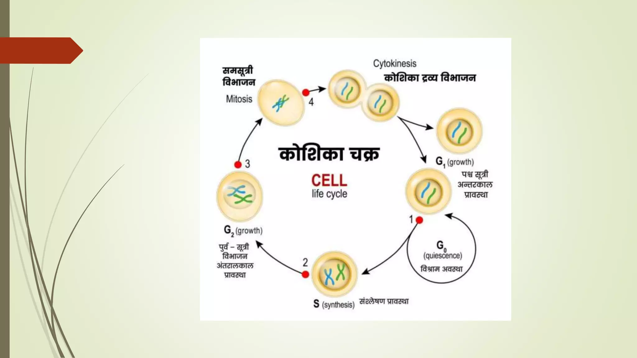 CELL DIVISION | PPTX