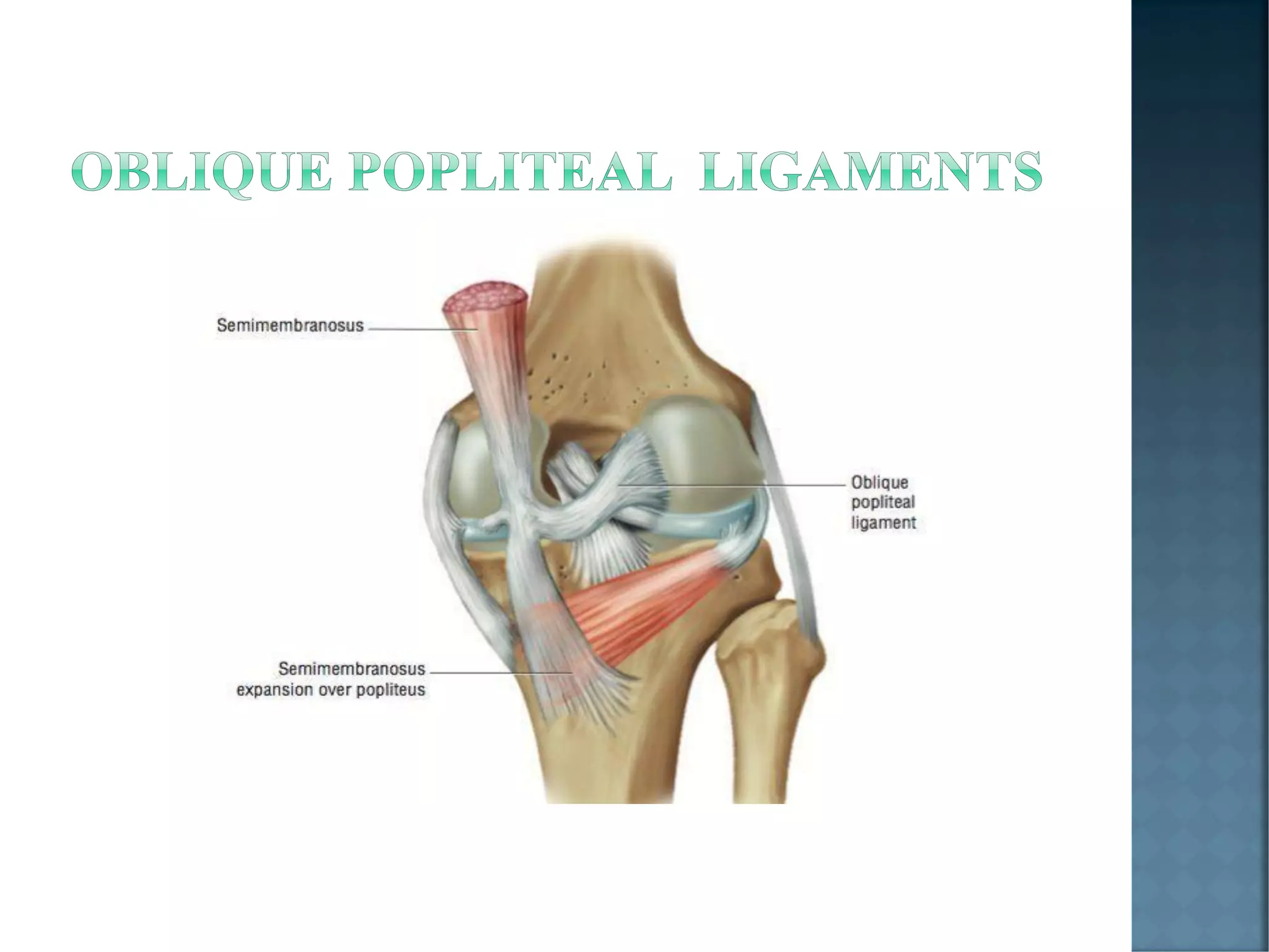 ligaments of the knee joint | PDF