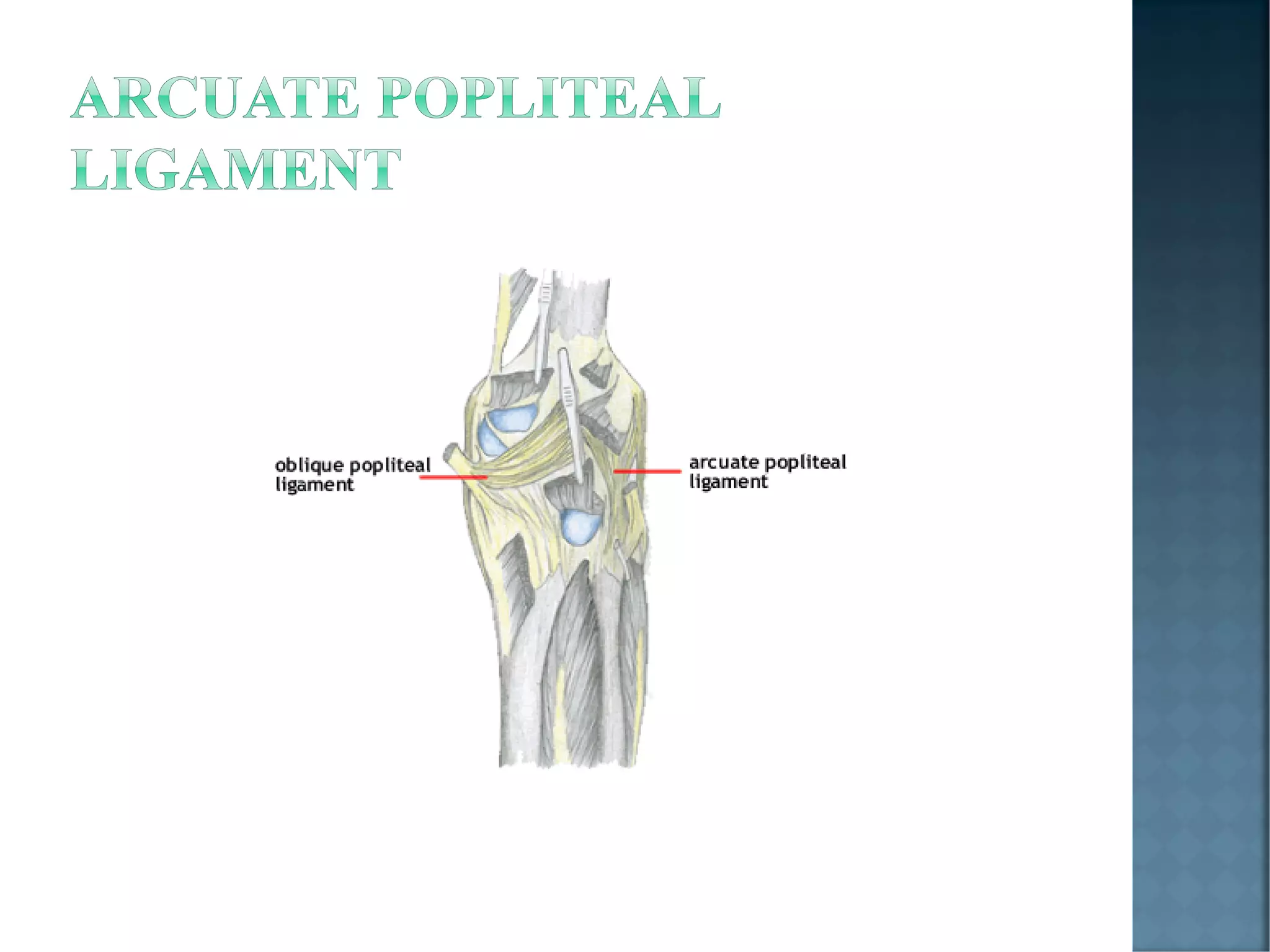 ligaments of the knee joint | PDF
