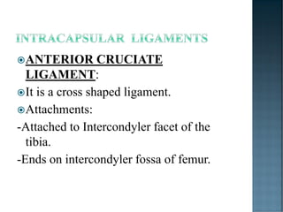 ligaments of the knee joint | PDF