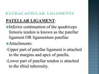 ligaments of the knee joint | PDF
