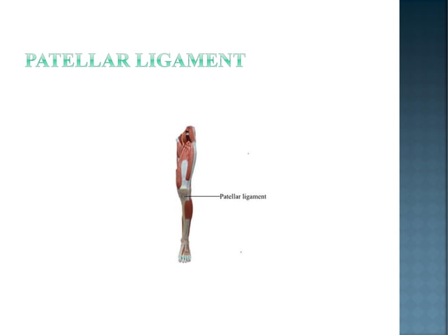 ligaments of the knee joint | PDF