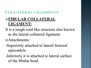 ligaments of the knee joint | PDF
