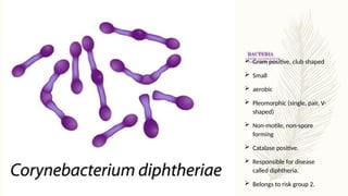 Agent summary statement of Hantavirus and corynebacteria .pptx