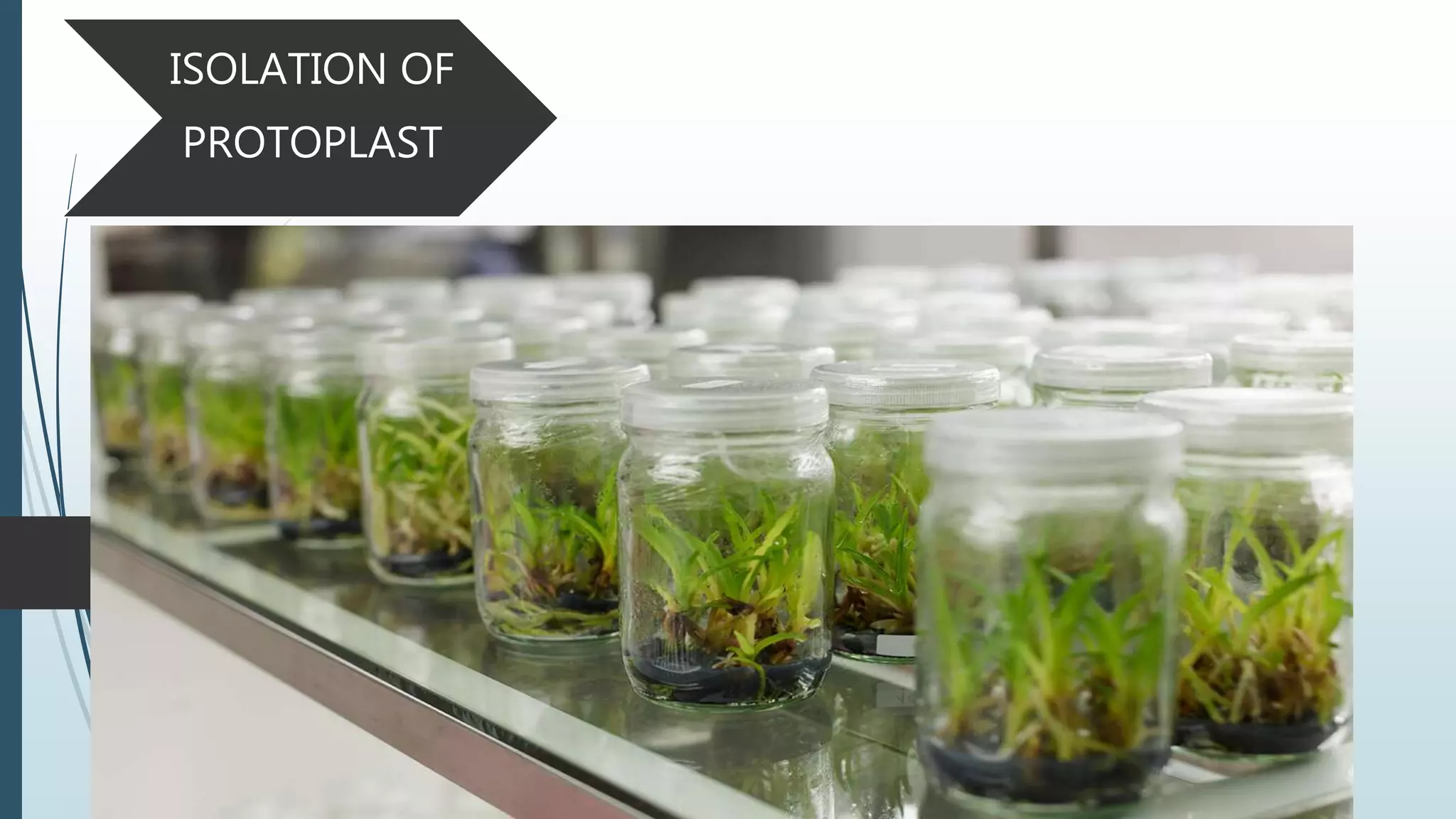 Isolation of protoplast in plant tissue culture. | PPTX | Gardening ...