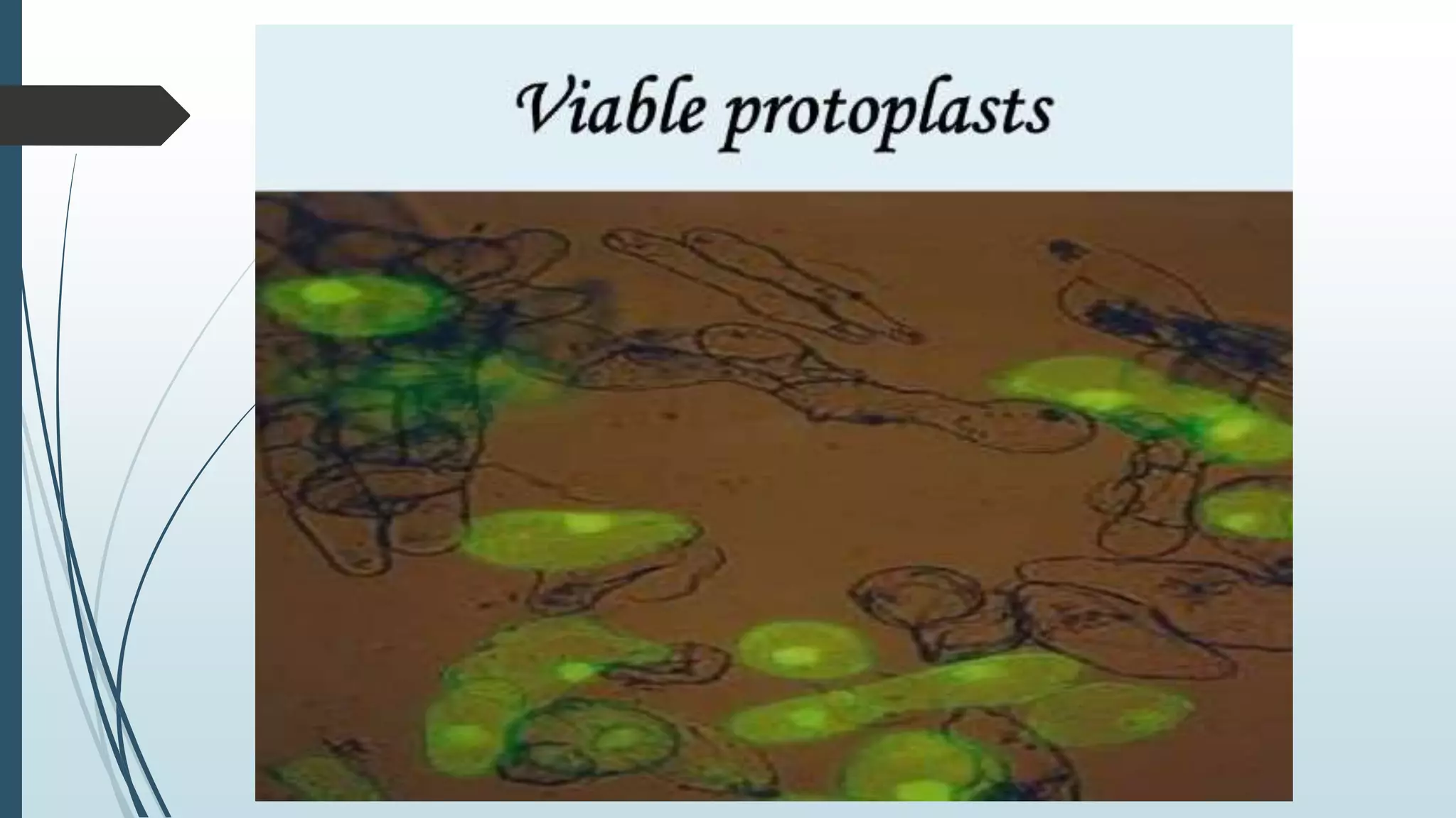 Isolation of protoplast in plant tissue culture. | PPTX