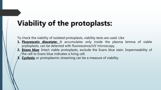 Isolation of protoplast in plant tissue culture. | PPTX