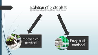 Isolation of protoplast in plant tissue culture. | PPTX | Gardening ...