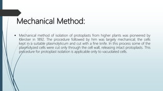 Isolation of protoplast in plant tissue culture. | PPTX