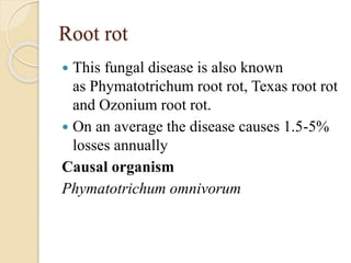 Diseases of Cotton | PPT