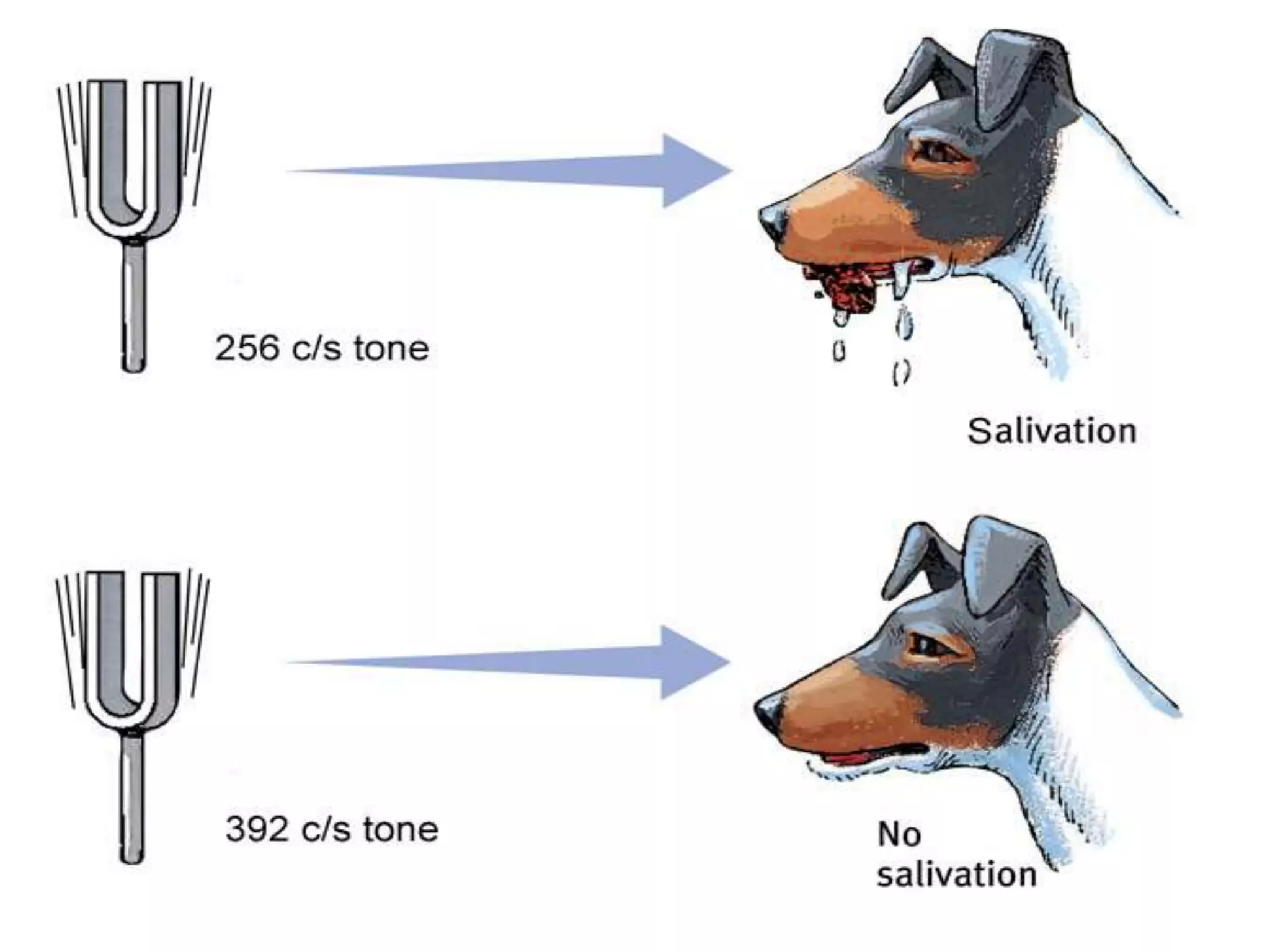 classical conditioning and discrimination | PPTX