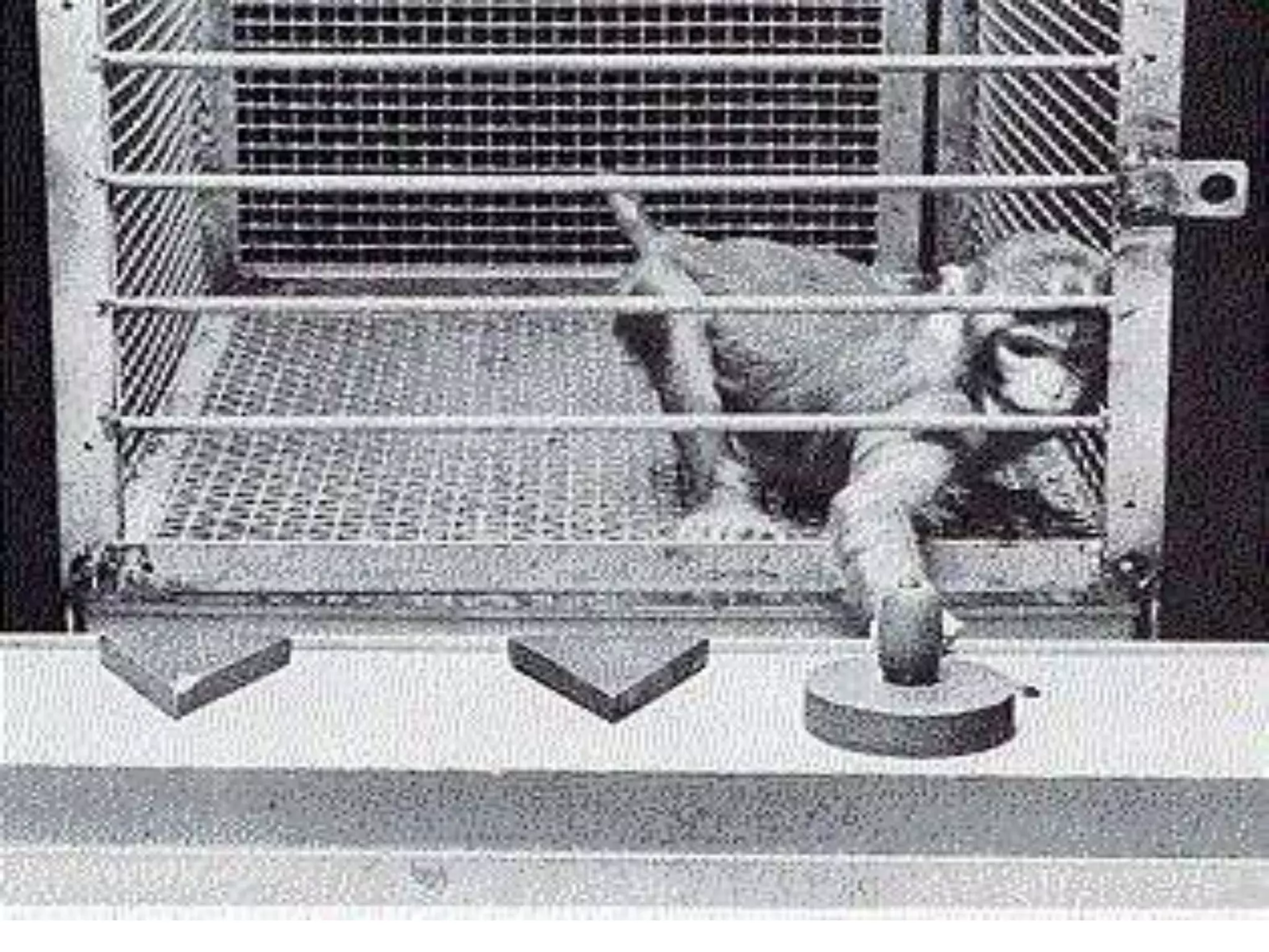 classical conditioning and discrimination | PPTX