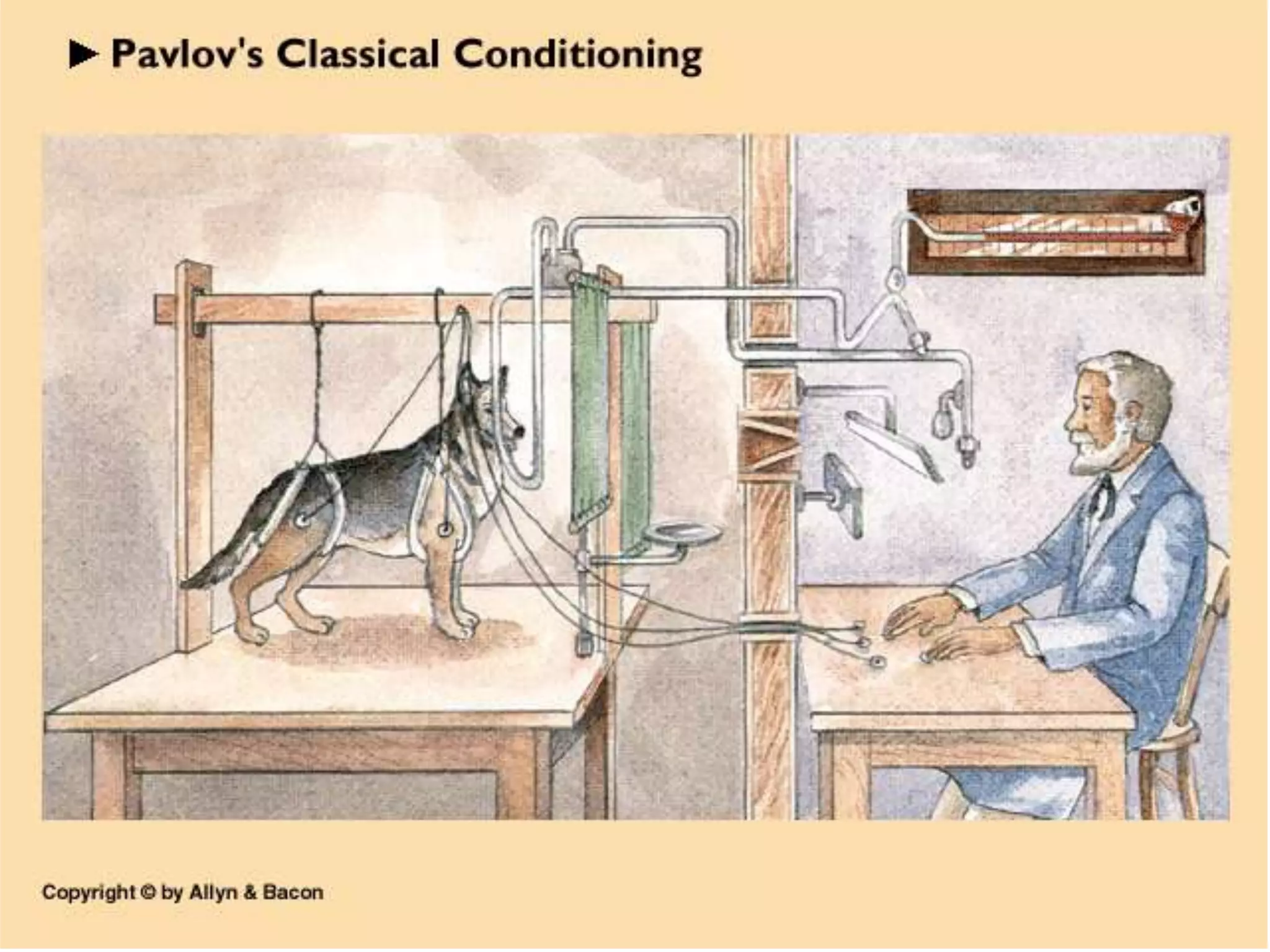 classical conditioning and discrimination | PPTX