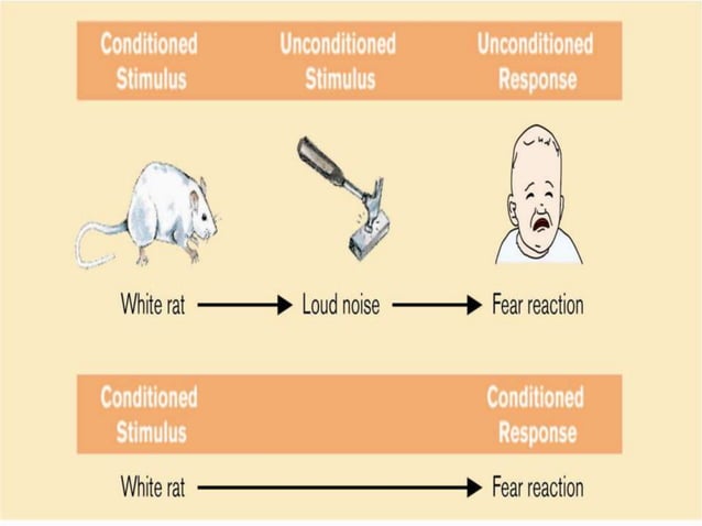 classical conditioning and discrimination | PPT