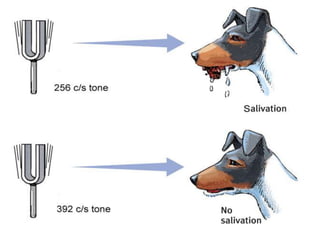 classical conditioning and discrimination | PPTX