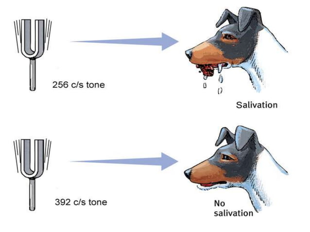 classical conditioning and discrimination | PPT