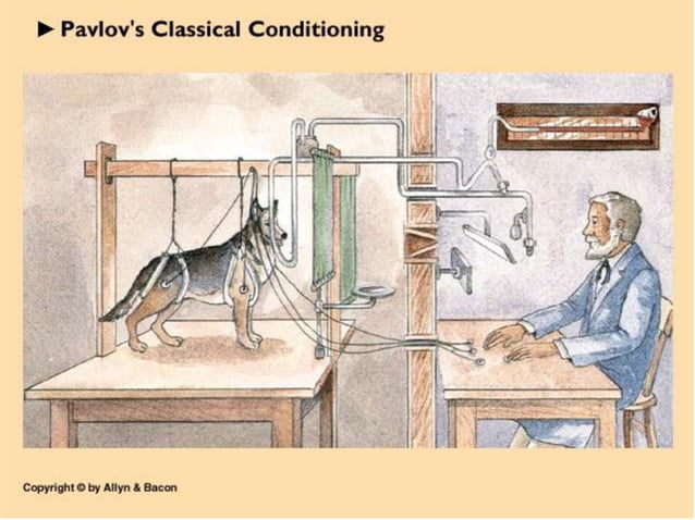 classical conditioning and discrimination | PPT