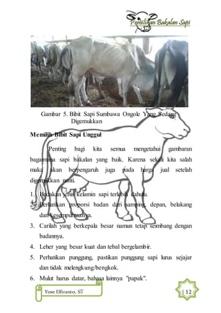 Saduran prospek pembibitan sapi | PDF