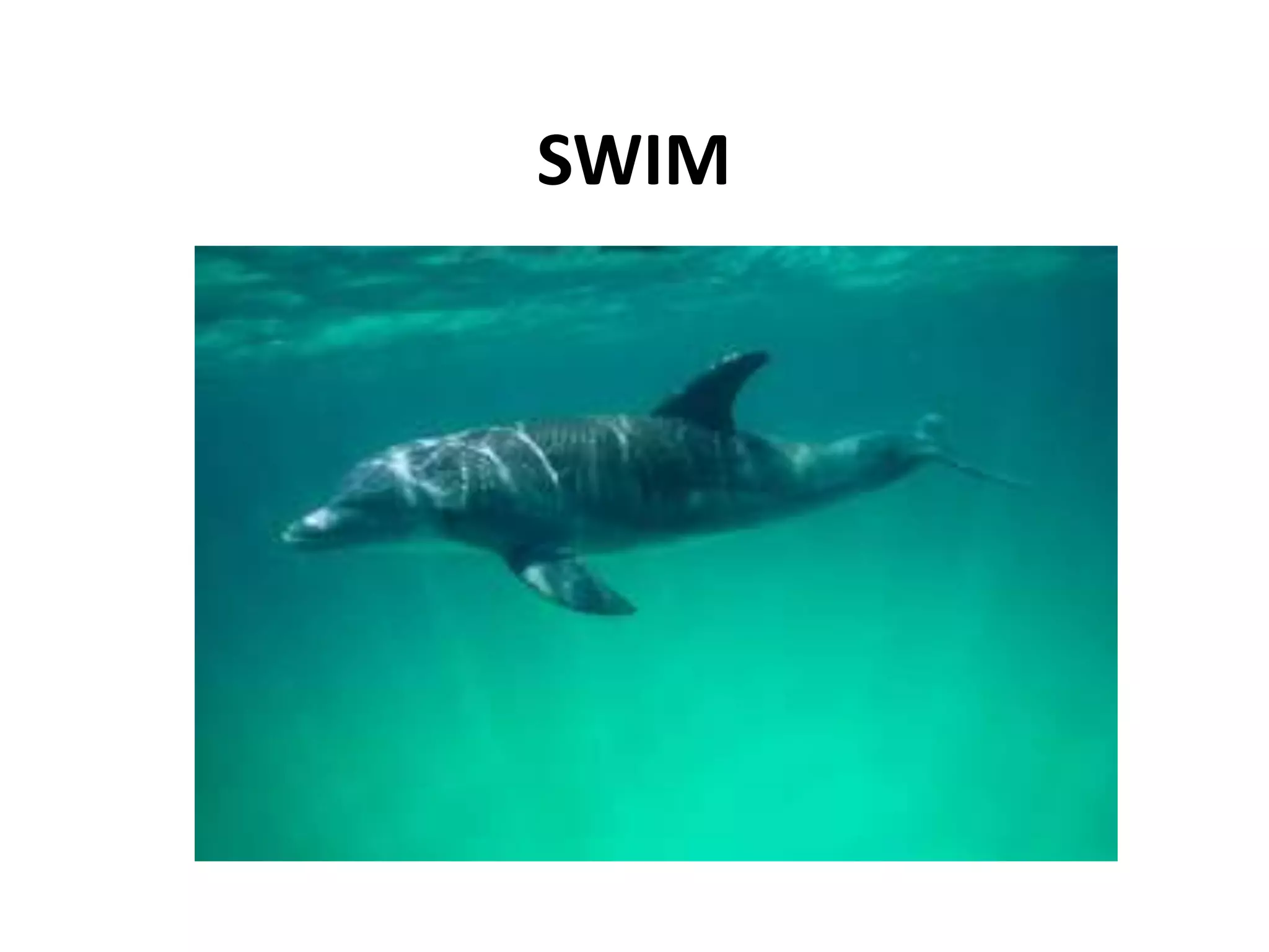 ANIMALS MOVEMENTS | PPTX