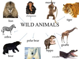 WILD-DOMESTIC ANIMALS | PPT